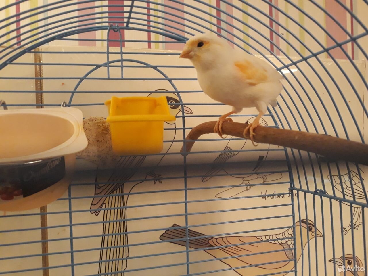 Канарейка самка мозаик