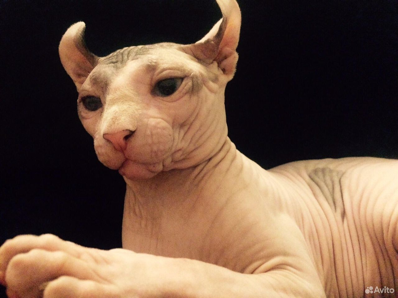 Красавец эльф приглашает на вязку