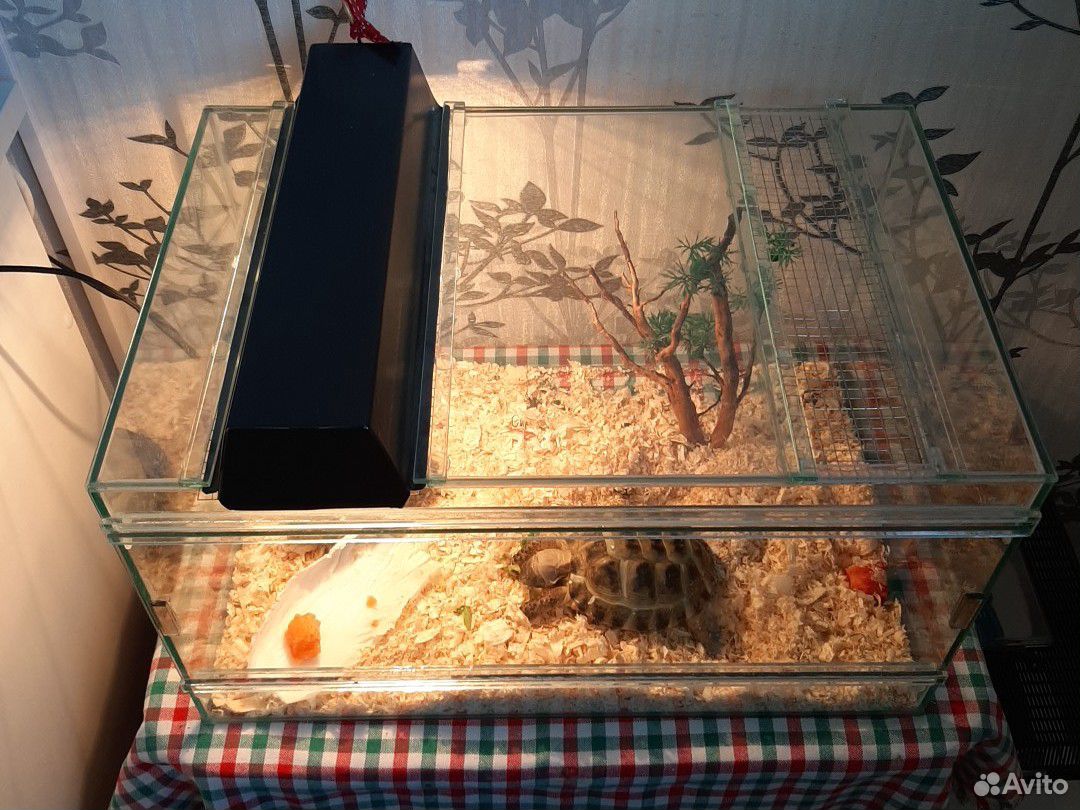 Террариум с черепахами