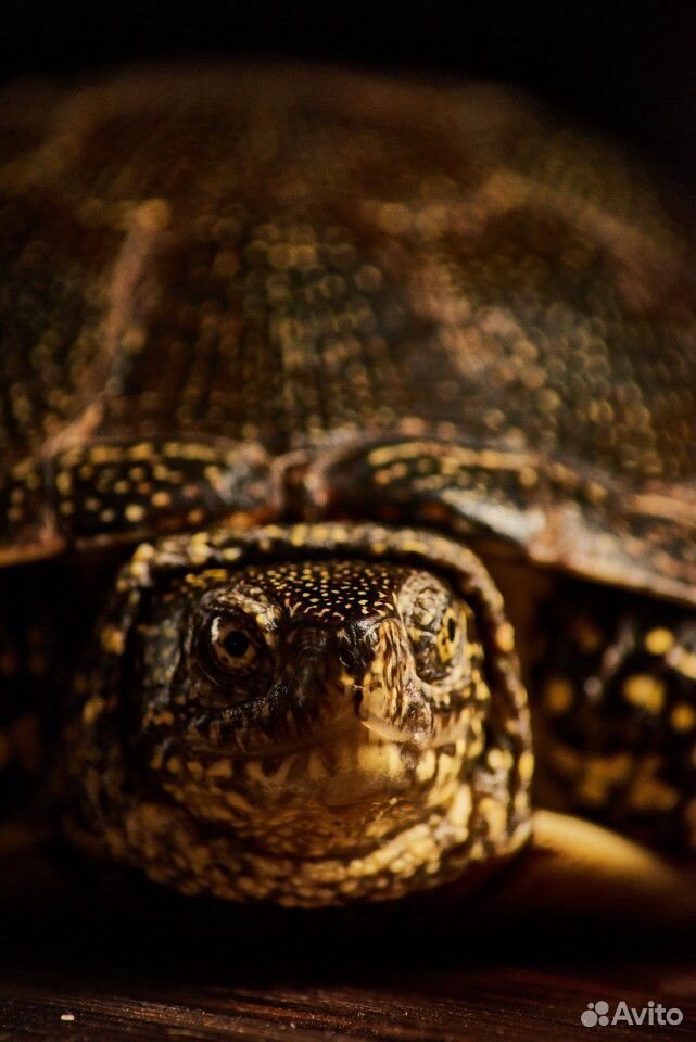 Отдам черепаху