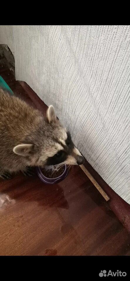 Отдам енота в ответственные руки