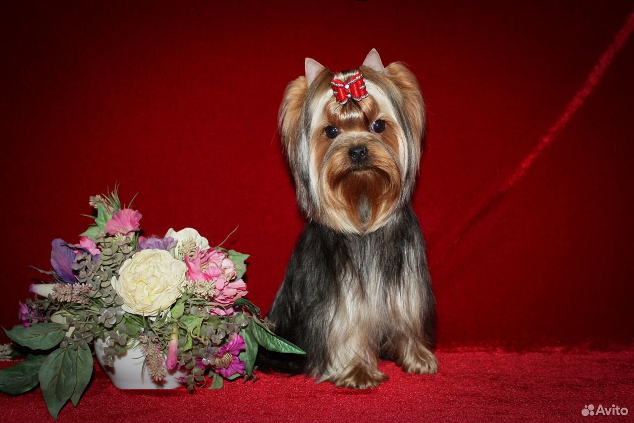 Красивый подрощенный мальчик-йорк