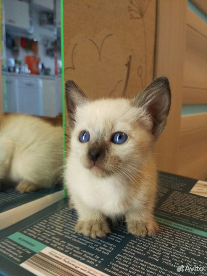 Тайский котенок