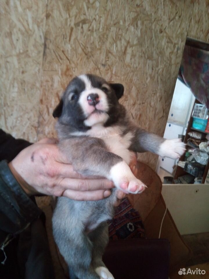 Щенки Алабай