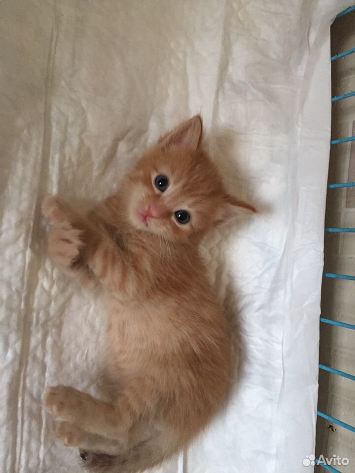 Котятки