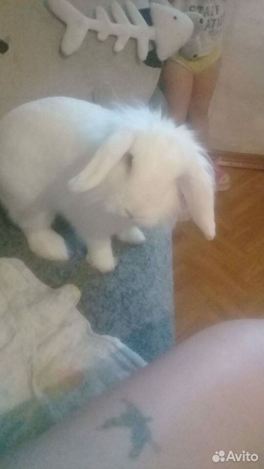 Крольчиха в добрые руки