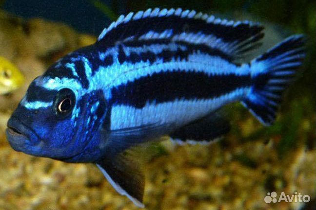 Меланохромис Майнгано