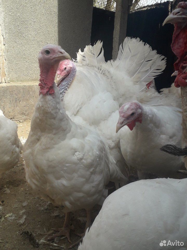 Идюки, индейка