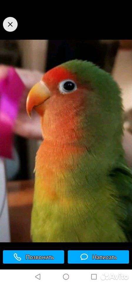 Попугай