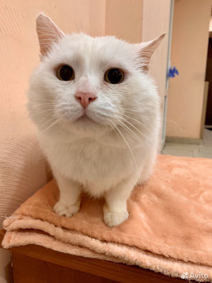 Кот Умка 3 года ищет дом