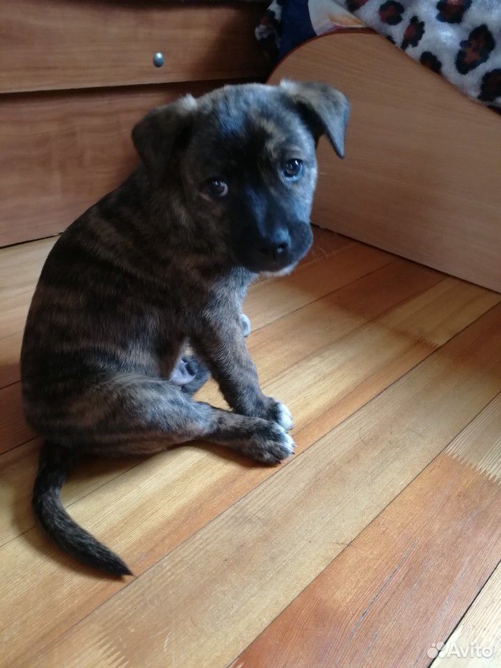 Щенок Тайсон