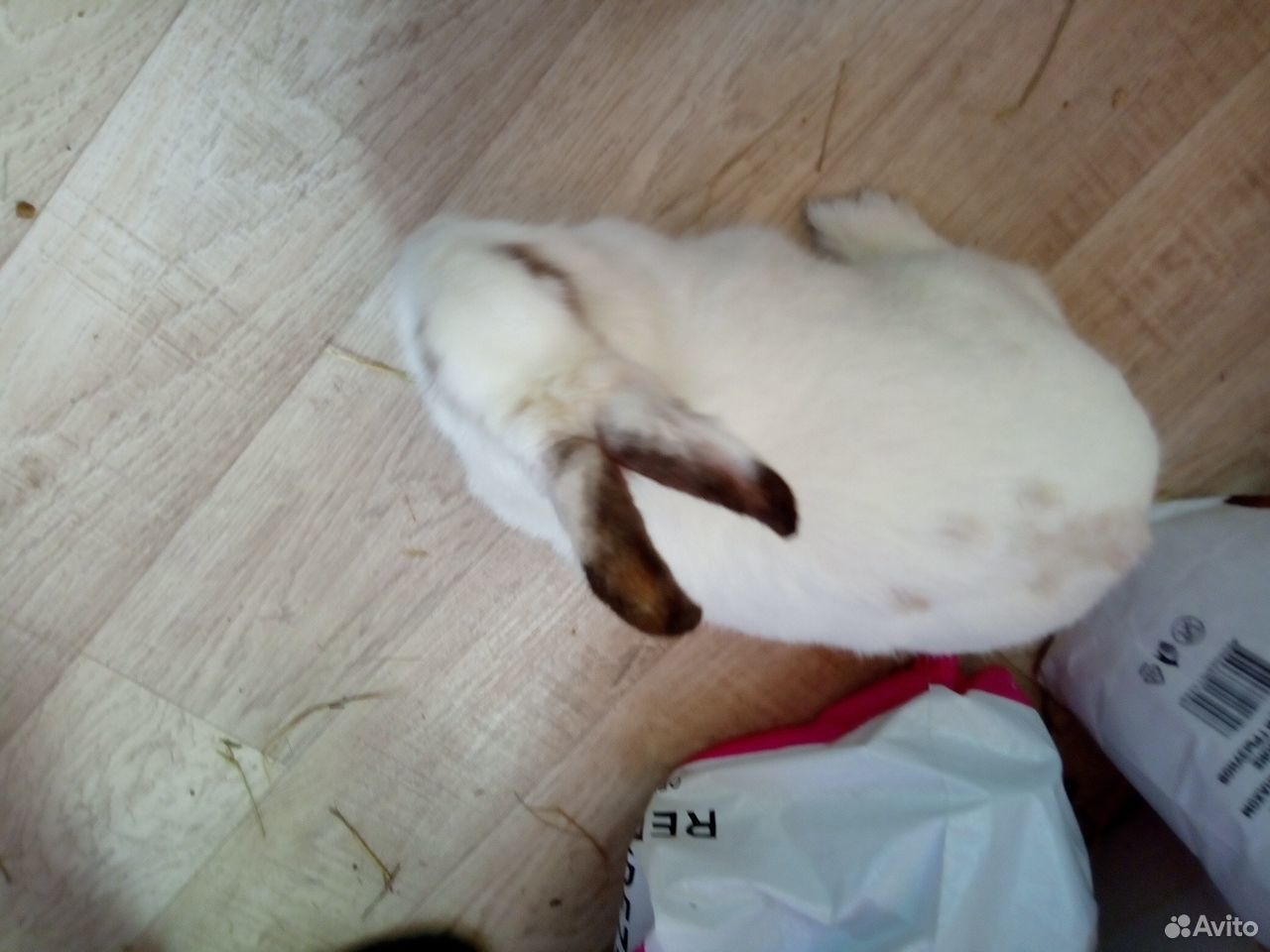 Кролик декаративный