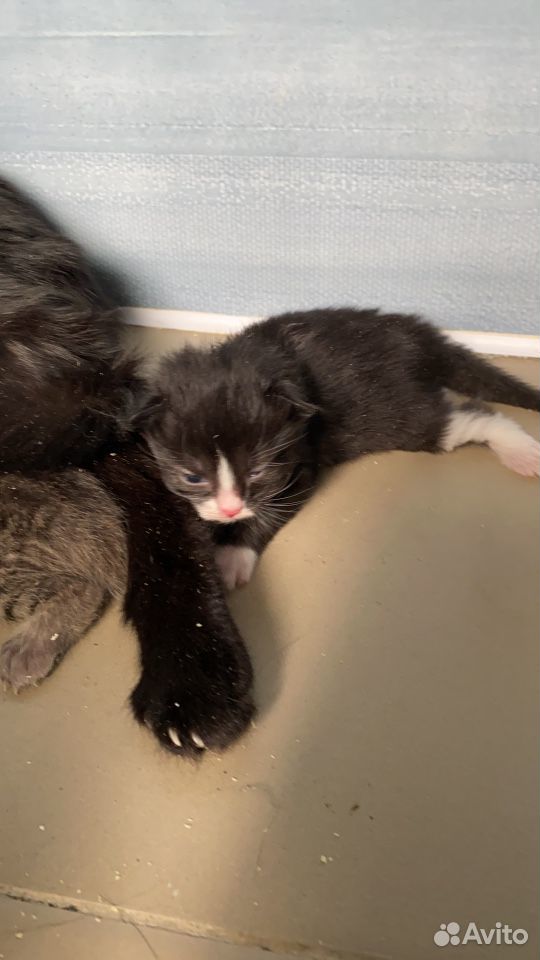 Котёнок 3 недели мальчик