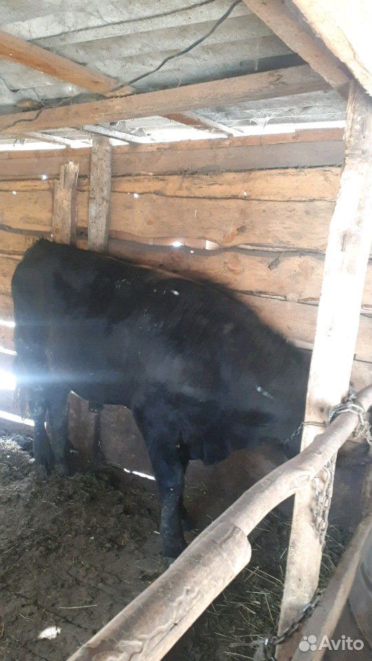 Бык год и 2 месяца