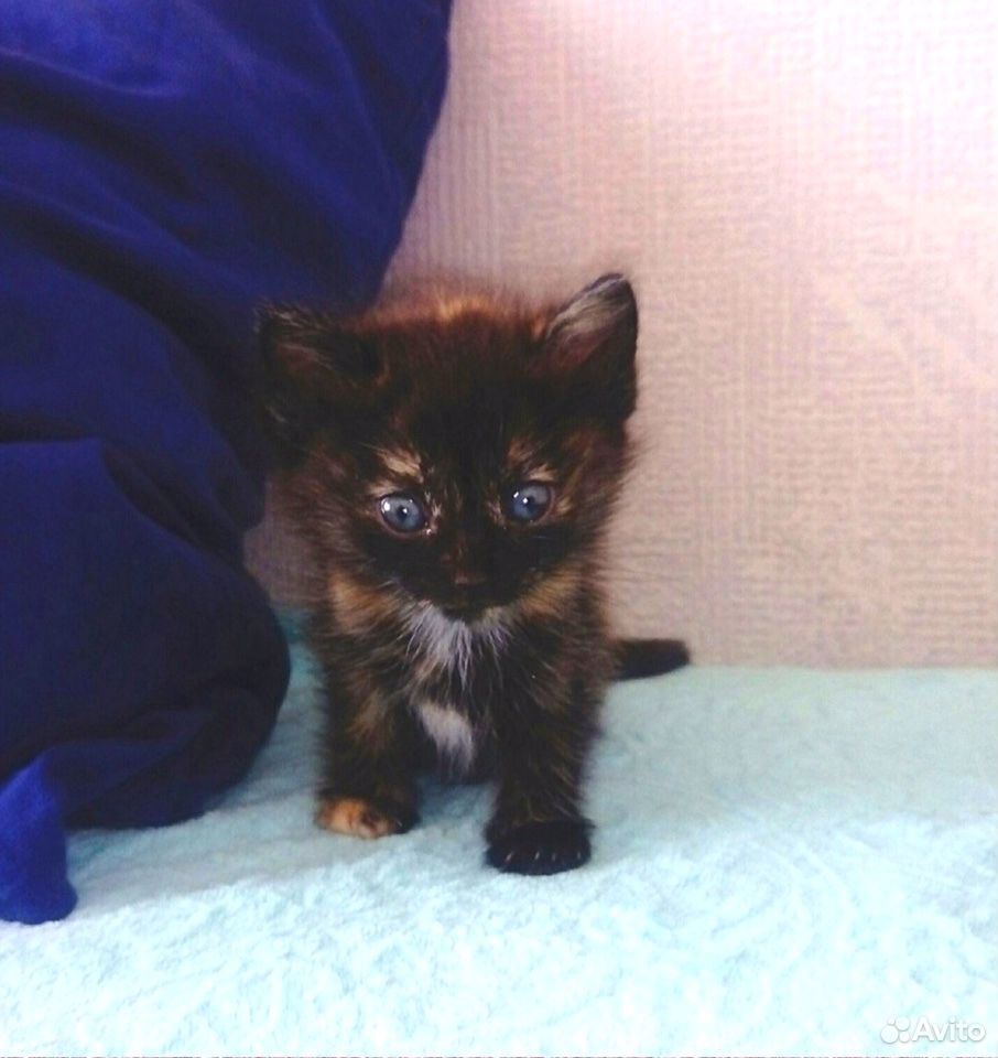 Котенок Вафелька
