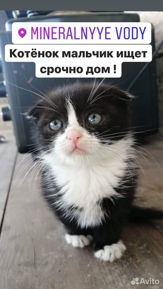 Котенок