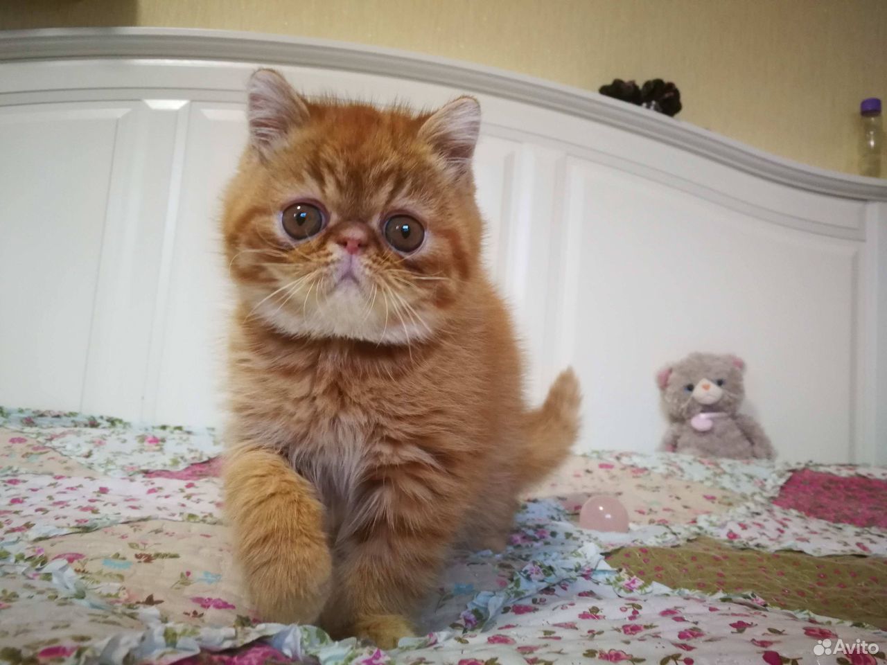 Пасхальный котик