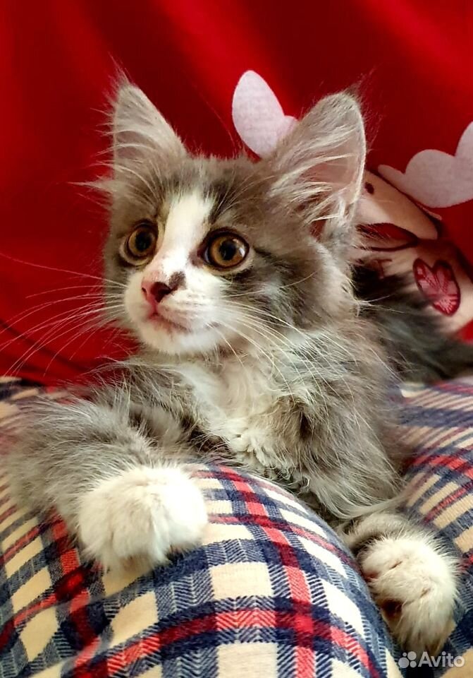 Ласковый домашний котёнок ищет хозяина