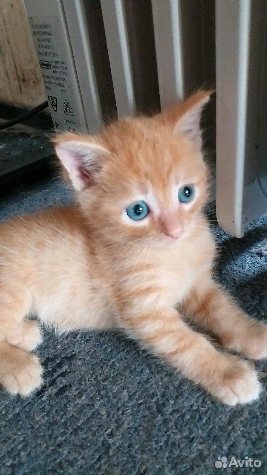 Рыжик девочка