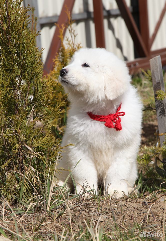 Белые мишки