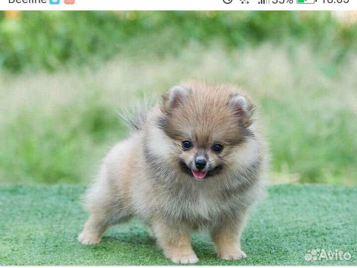 Шпиц, чихуахуа, той терьер, мопс