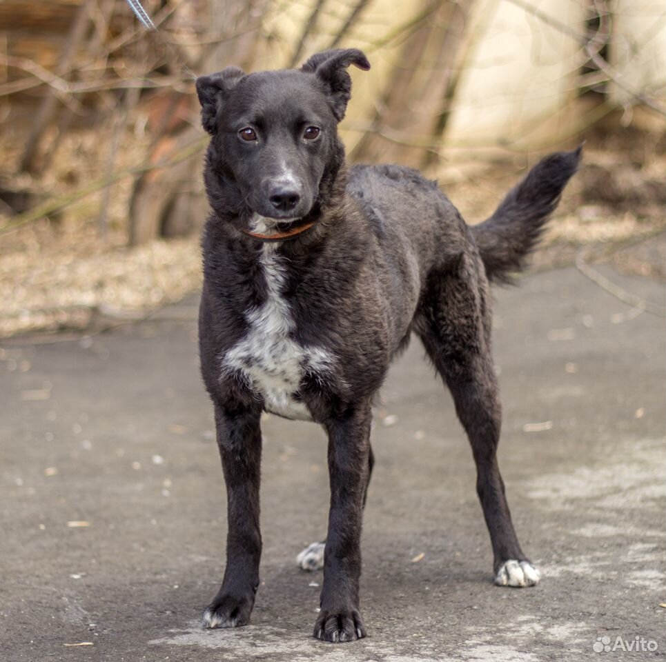 Ищет дом некрупная собака дворняжка в квартиру