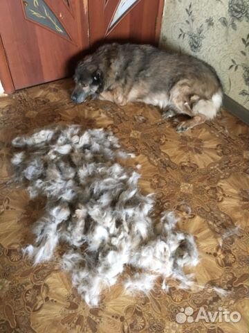 Шерсть собачья