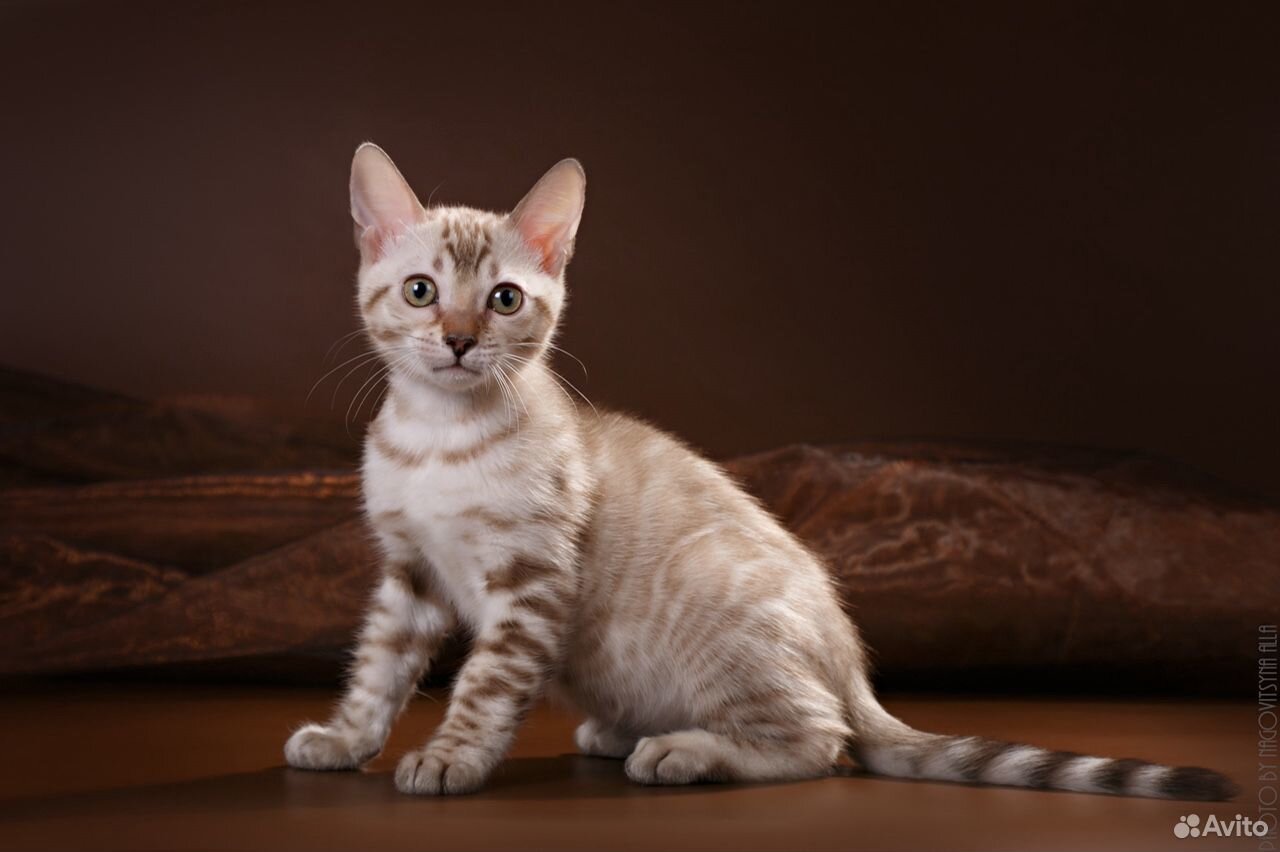Бенгальская кошка