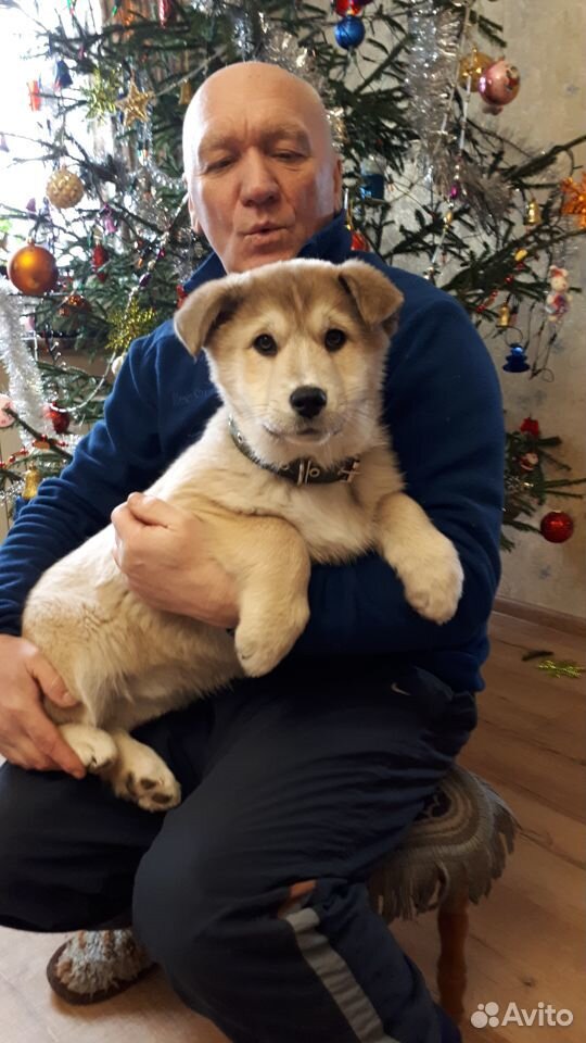 Хорошая собака для охраны дома