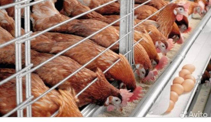Куры несушки
