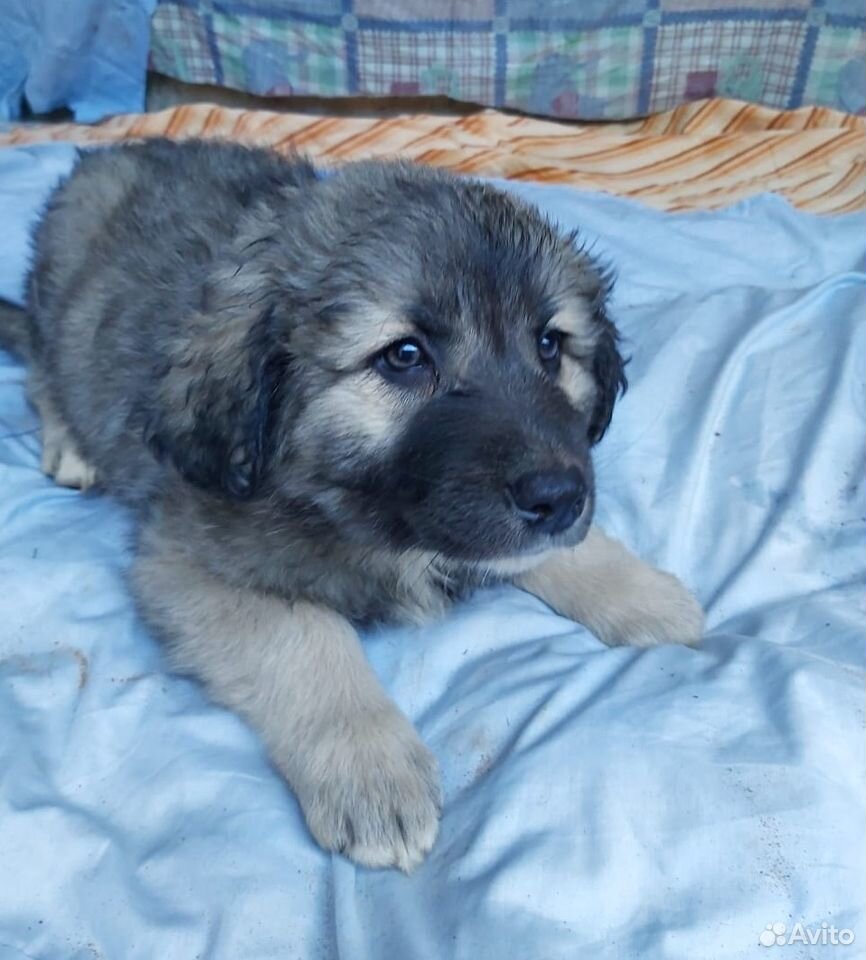 Отдам в дар ласкового щенка Стешу