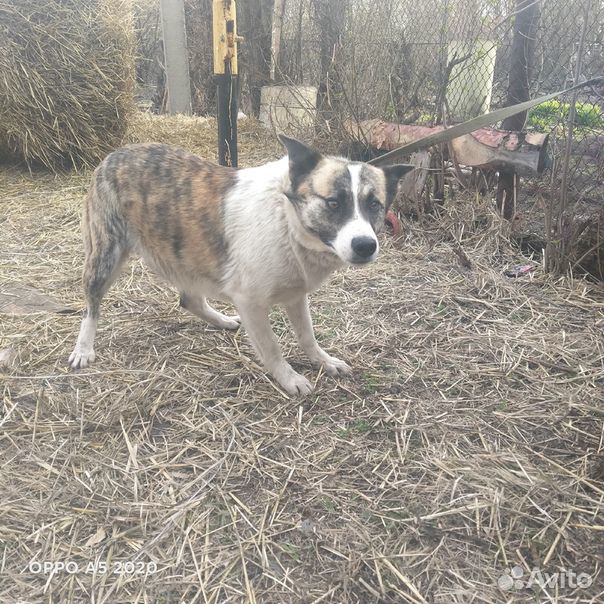 Собака Мальвина, стерилизована