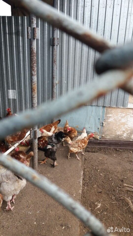 Элитные породистые петухи