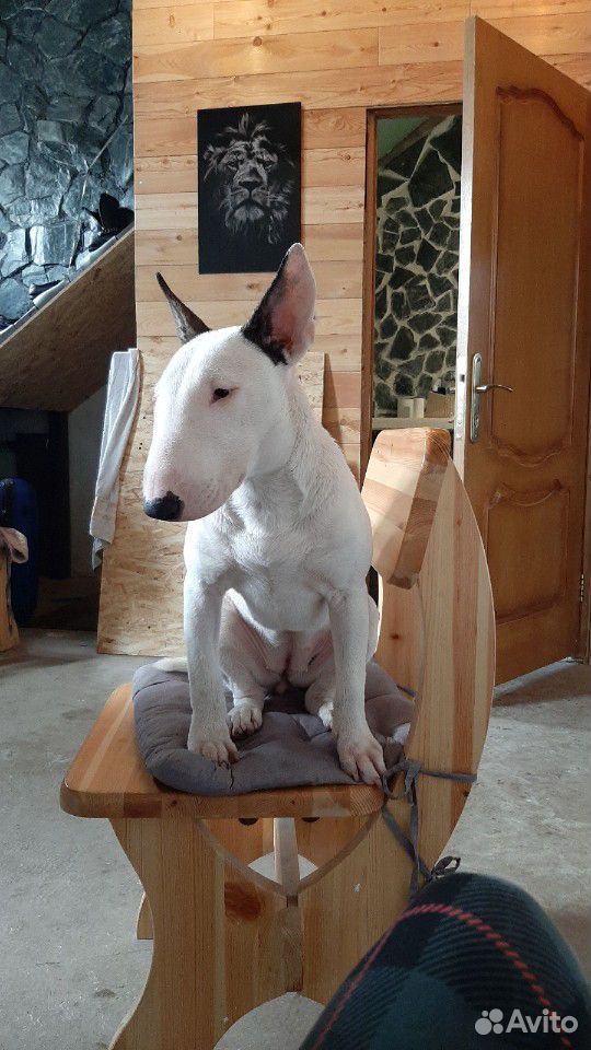 Бультерьер