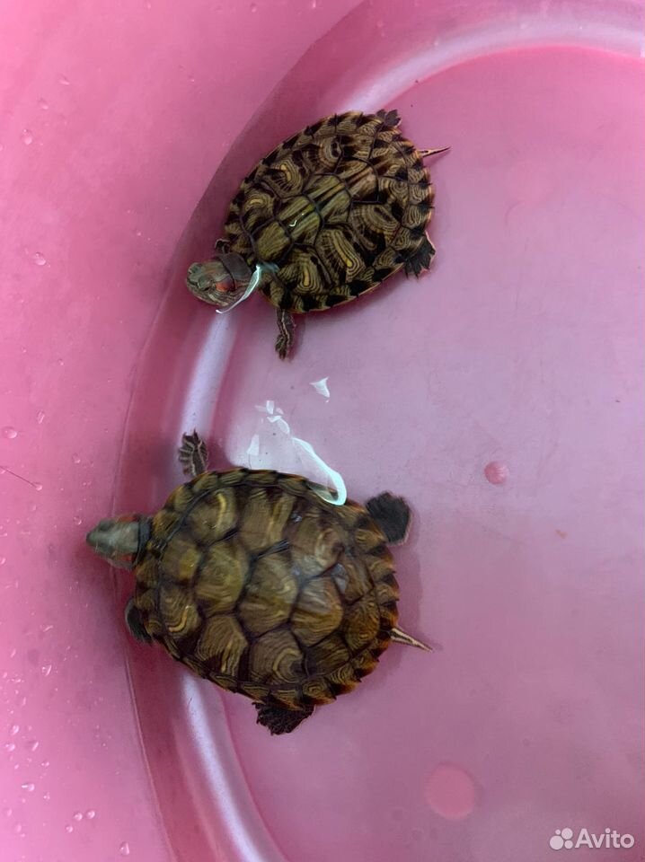 Красноухие черепахи