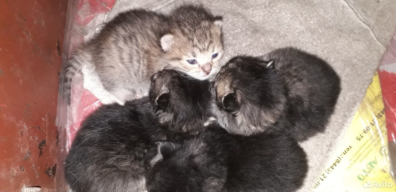 Котята - крысоловы