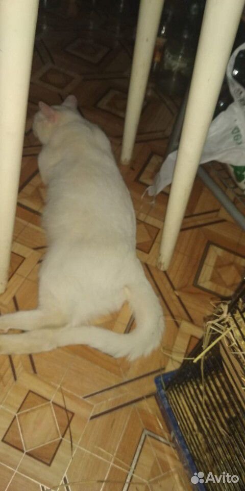 Найдена кошка