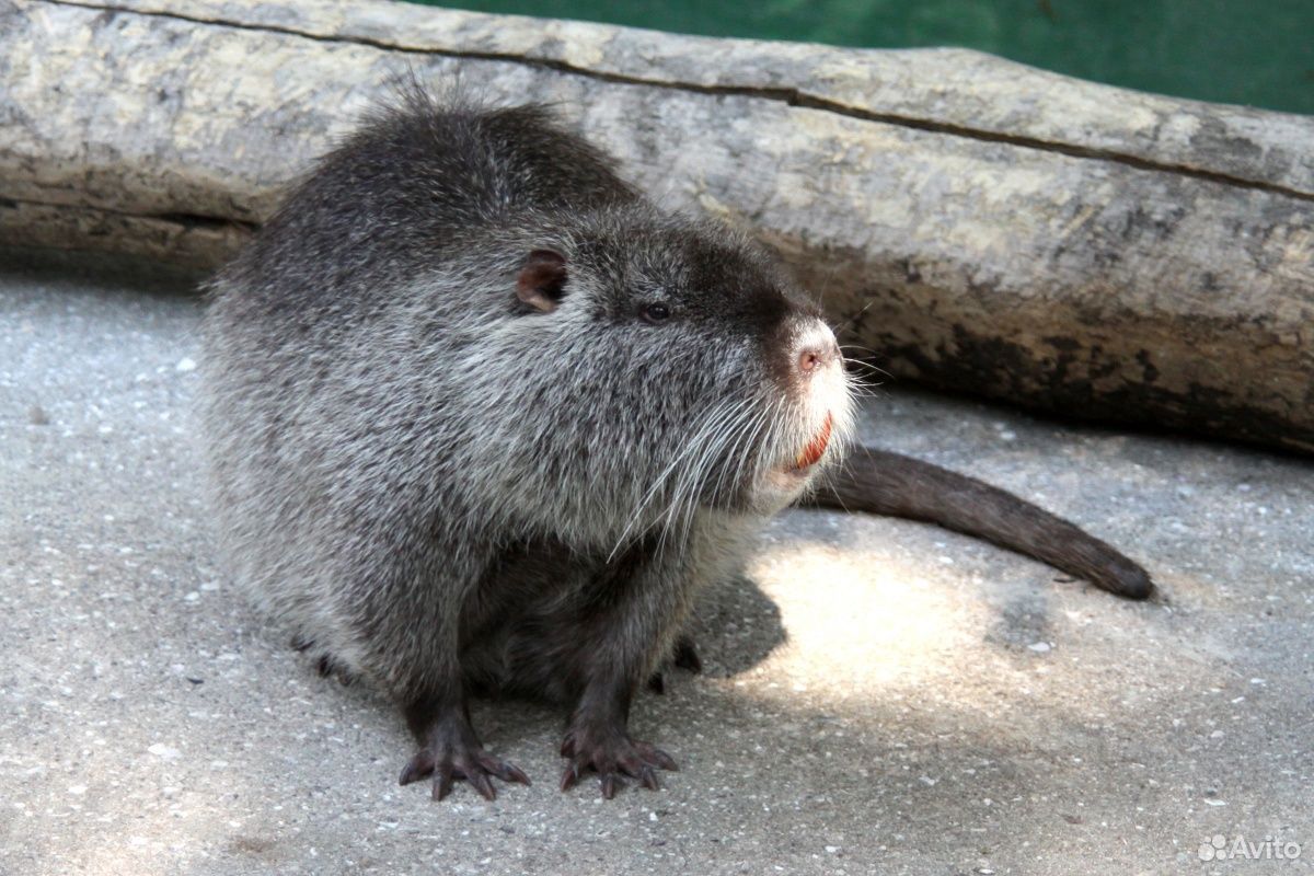 Нутрия на мясо и продажу