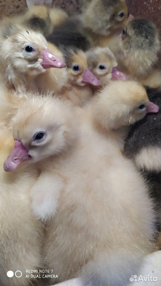 Гусята домашние