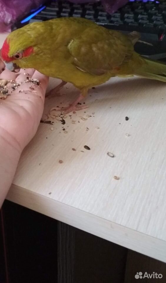 Попугай Какарик