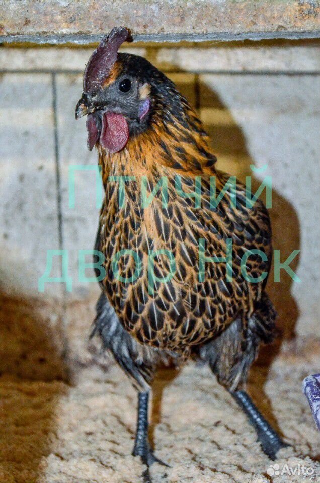 Породные куры