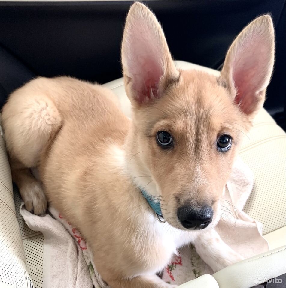 Щенок, кобелёк 2,5 месяцев, умный, отличный характ