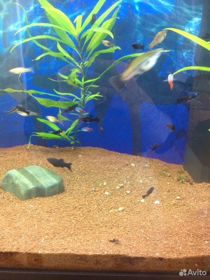 Рыба моллинезя