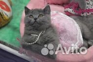 Элитная кошечка Ляля