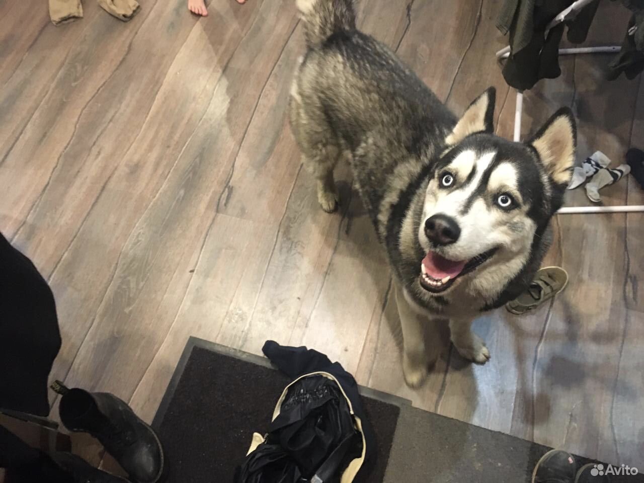 Найден хаски