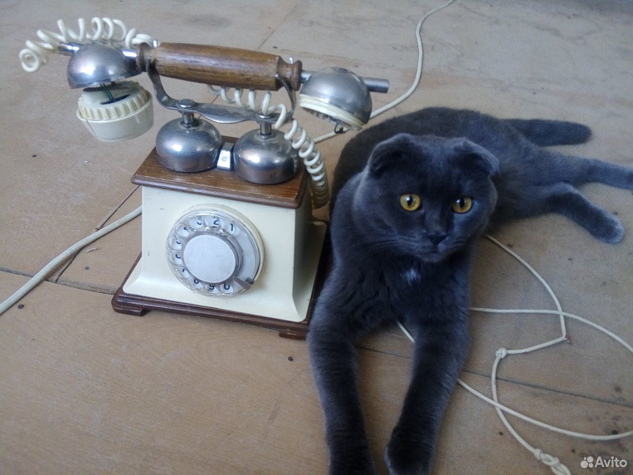 Пропал котик
