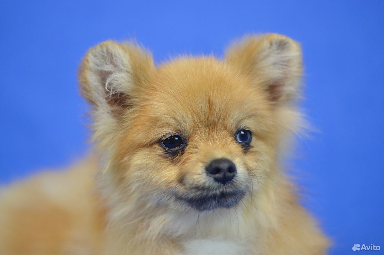 Померанский шпиц рыжий