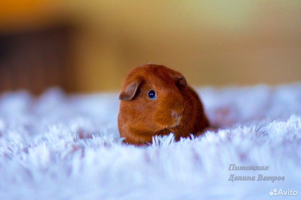 Морская свинка золотоая гладкошерстная, мальчик
