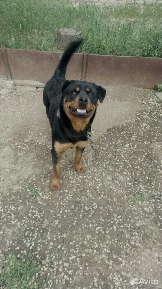 Ротвейлер