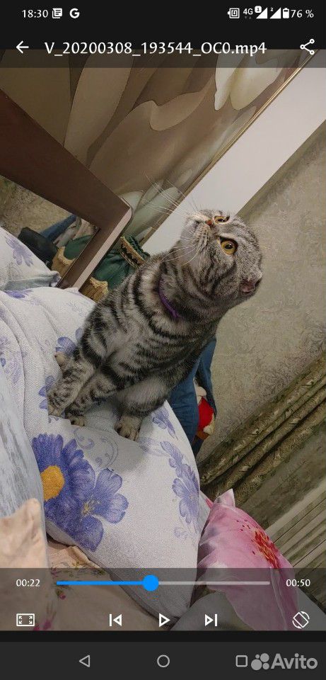 Ищу кошку